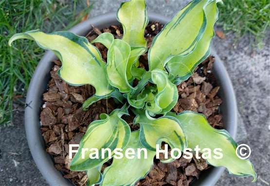 Hosta Gravity Rocks - Fransen Hostas